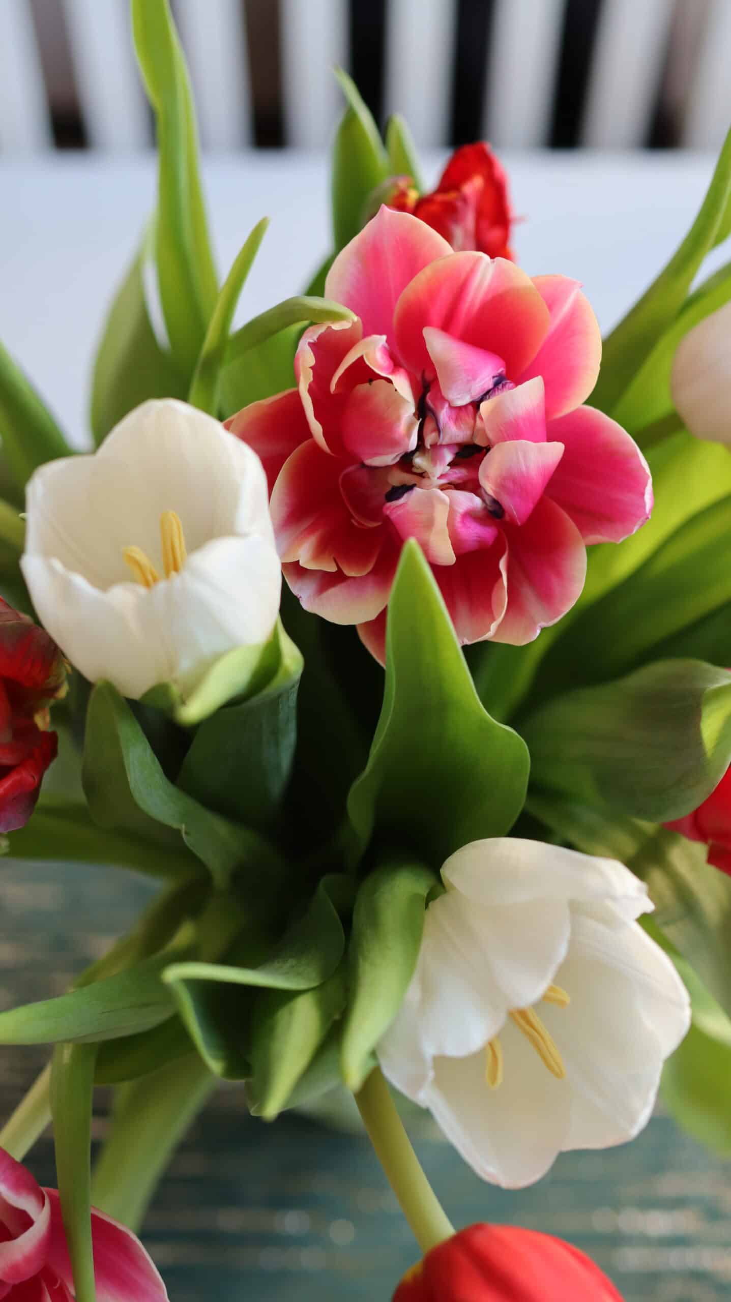 Allt om tulpaner - Tulpankungen